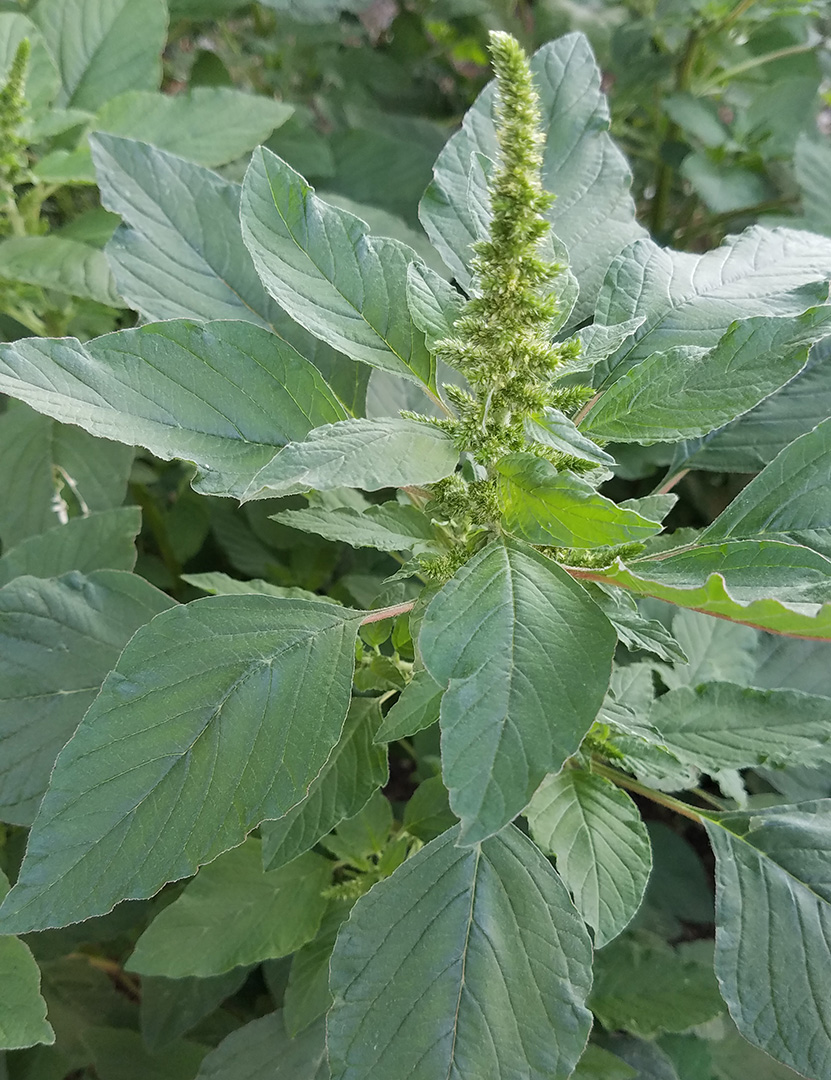 66 Square Feet (Plus): Summer Greens