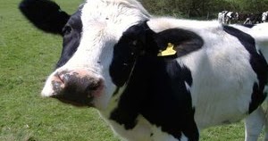 7 Perbedaan Sapi, Kerbau, dan Banteng - JENIS PERBEDAAN