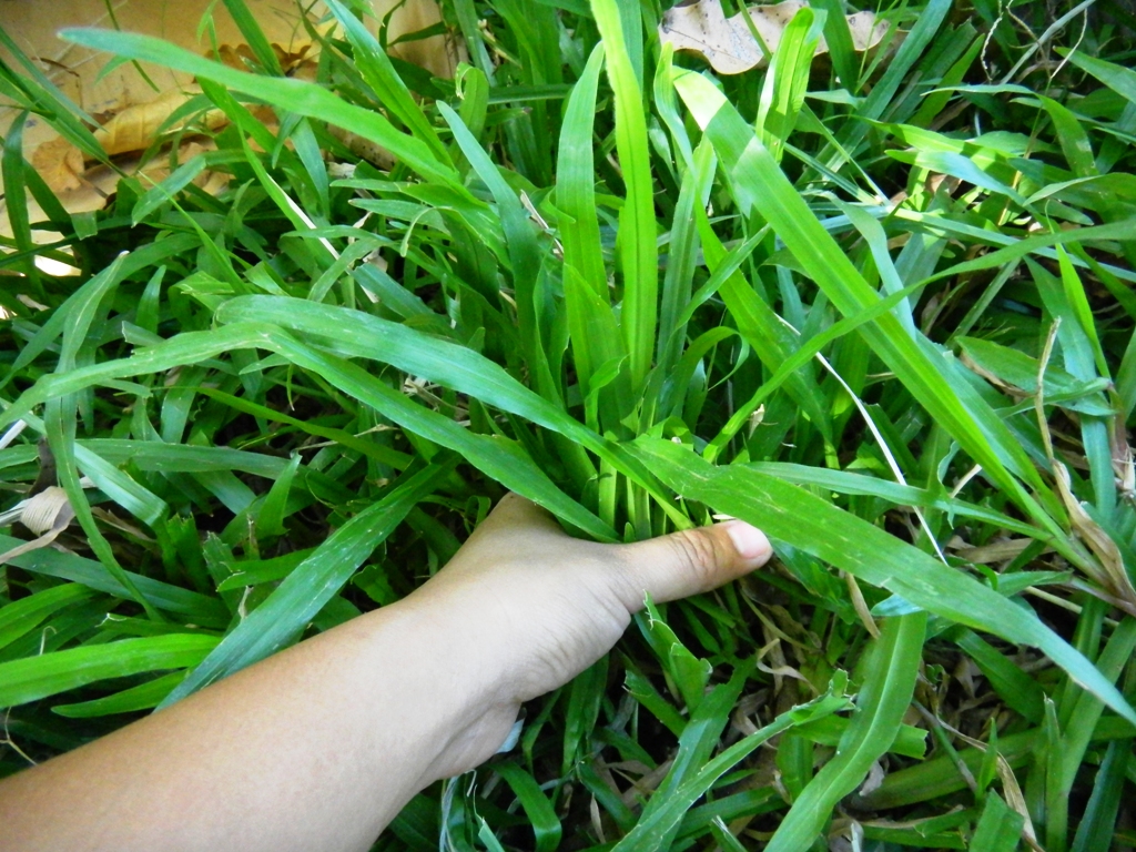 TobyFarm Pet Farm Tips and Care: Long overdue article about ‘Fresh ...