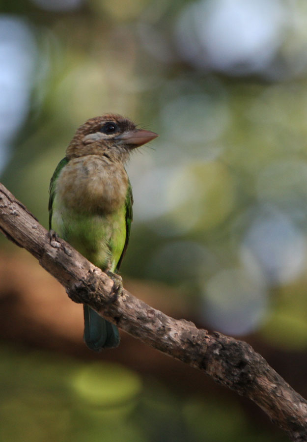 Mandy West Wildlife Photography: Common Bird Species of Goa
