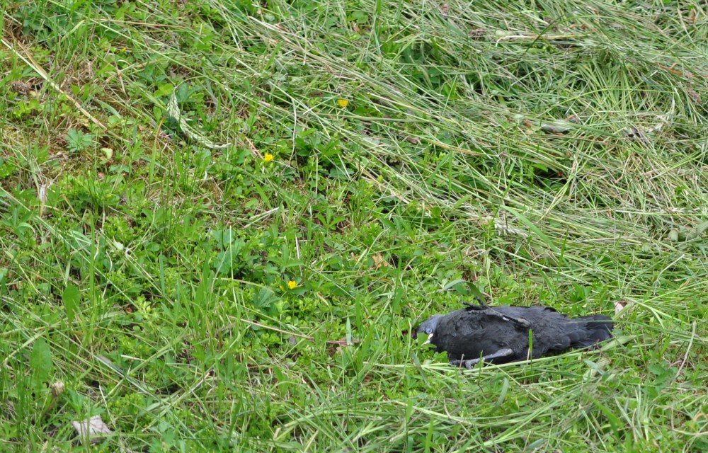 Catalin Negru: Puiul...de Stancuta