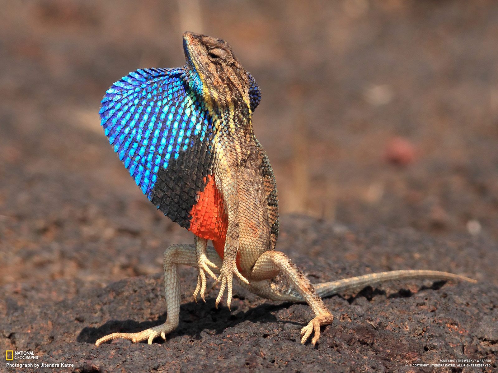 Ikitkemu: Beautiful Lizard