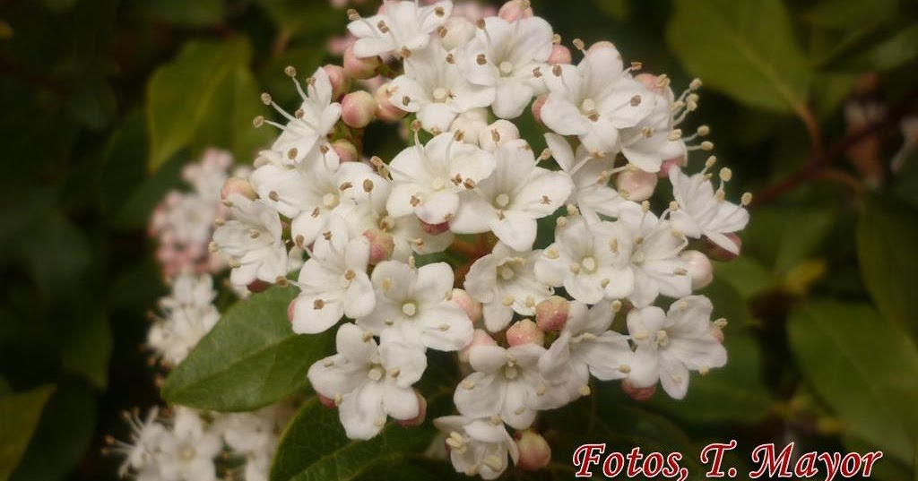 Flores y plantas silvestres: " Vibornum tinus ". Durillo, Laurentina ...