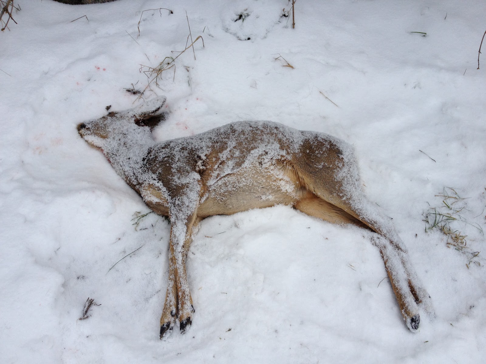 Catta's Blog: A Dead Deer