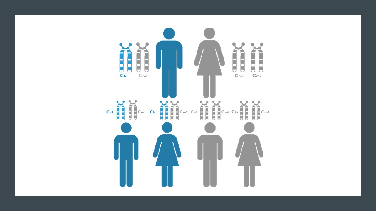 Tipos de herencia: herencia autosómica