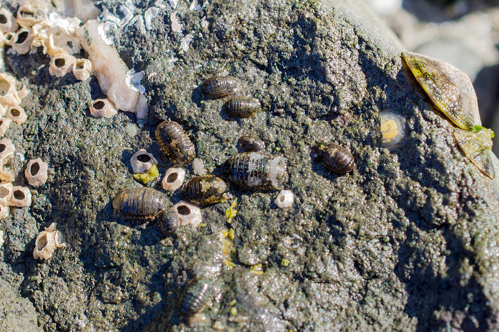 Wanderin' Weeta (With Waterfowl and Weeds): The secret lives of stubbies