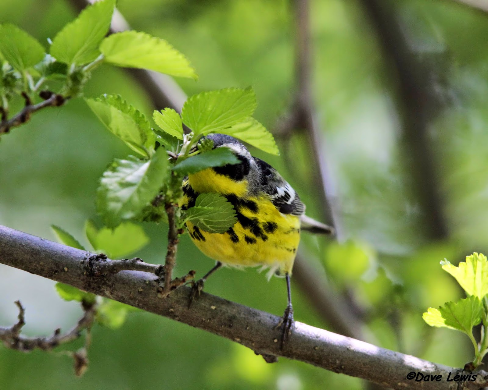 Birds from Behind : Magee Magnolia Madness of May...
