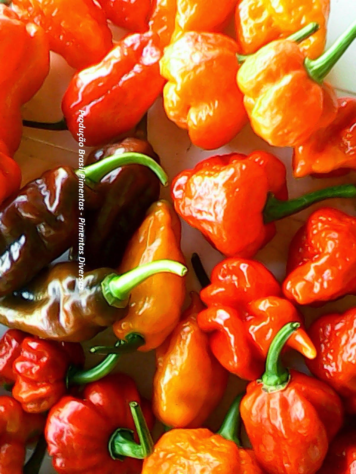 Brasil Pimentas - Pimentas do Brasil e do Mundo !: Setembro 2014