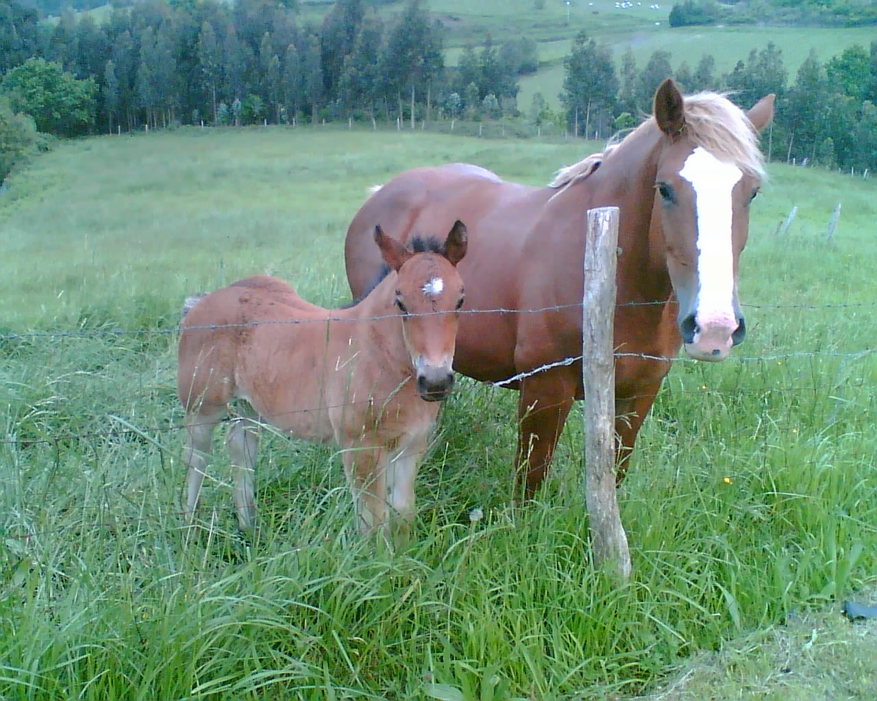 Euskal Herriko Mendiko Zaldia: 09/21/11