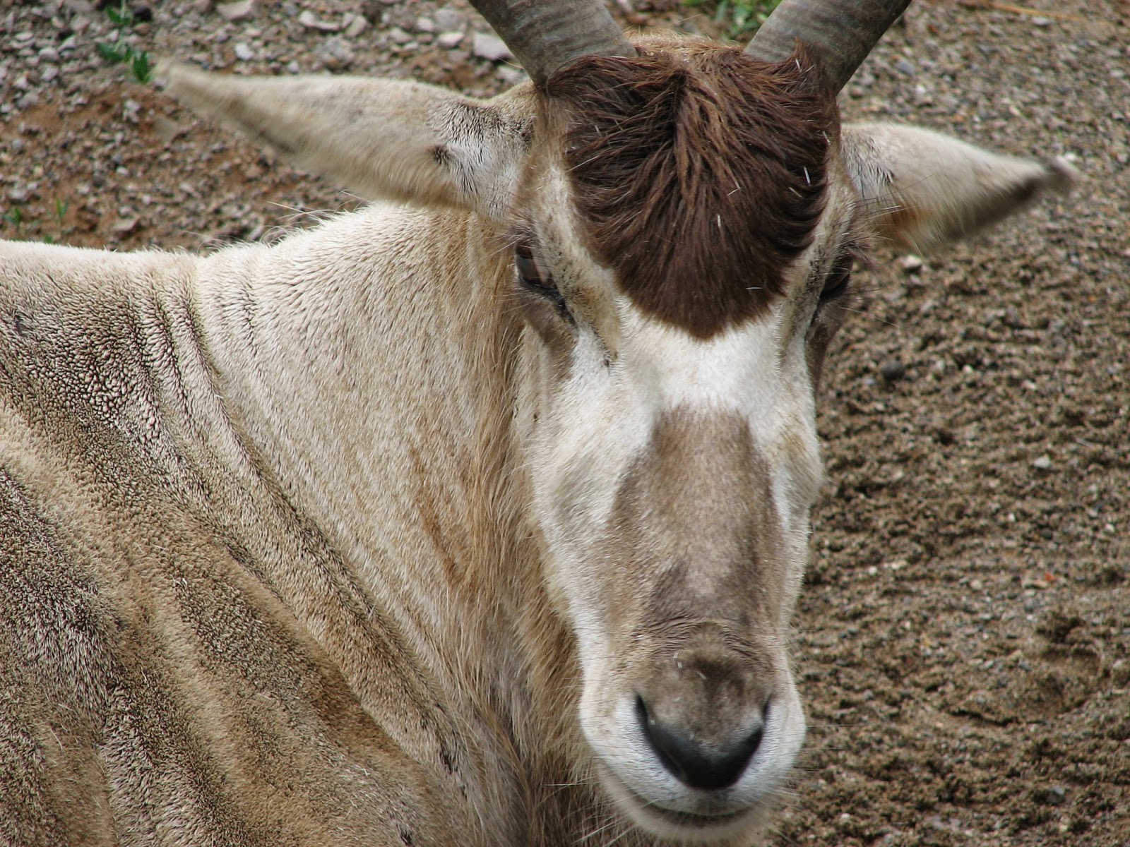 Animals of the world: Addax