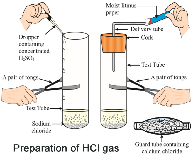 Welcome to the Living World: 2. Acids, Bases and Salts | Class 10 CBSE ...