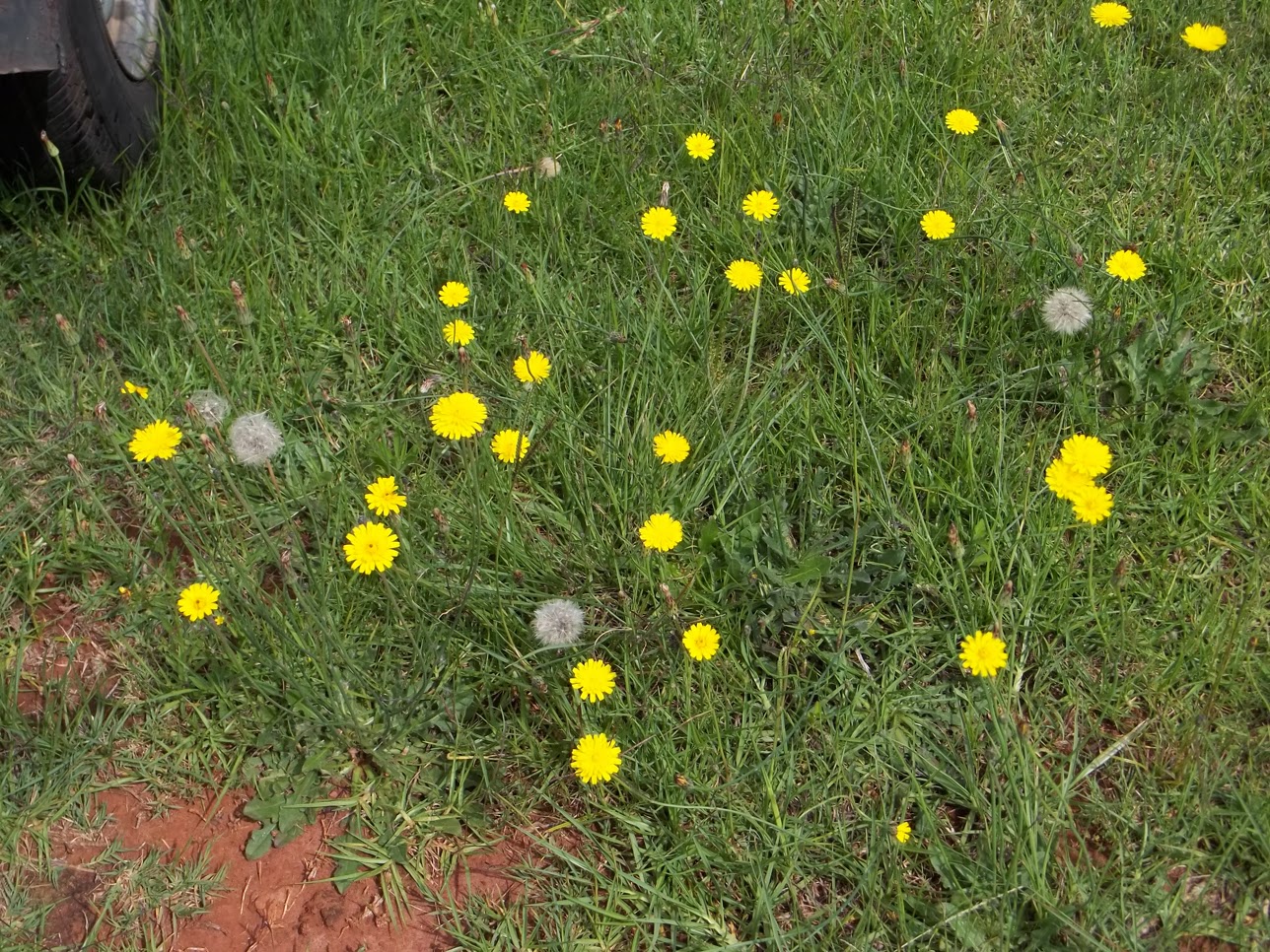 Gardening in Africa: The beauty of weeds