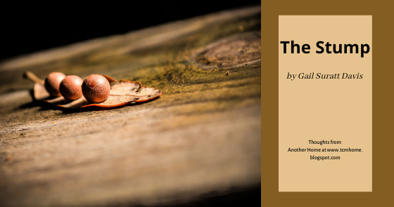 Thoughts from Another Home ©: The Stump