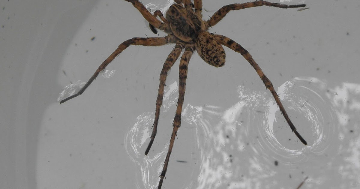 Hermit Musings: Floating Spider