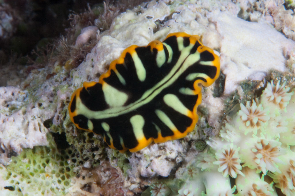 Real Monstrosities: Divided Flatworm