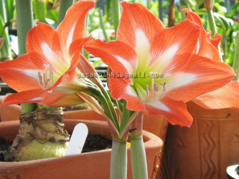 Amaryllis Review: Amaryllis Mini Star