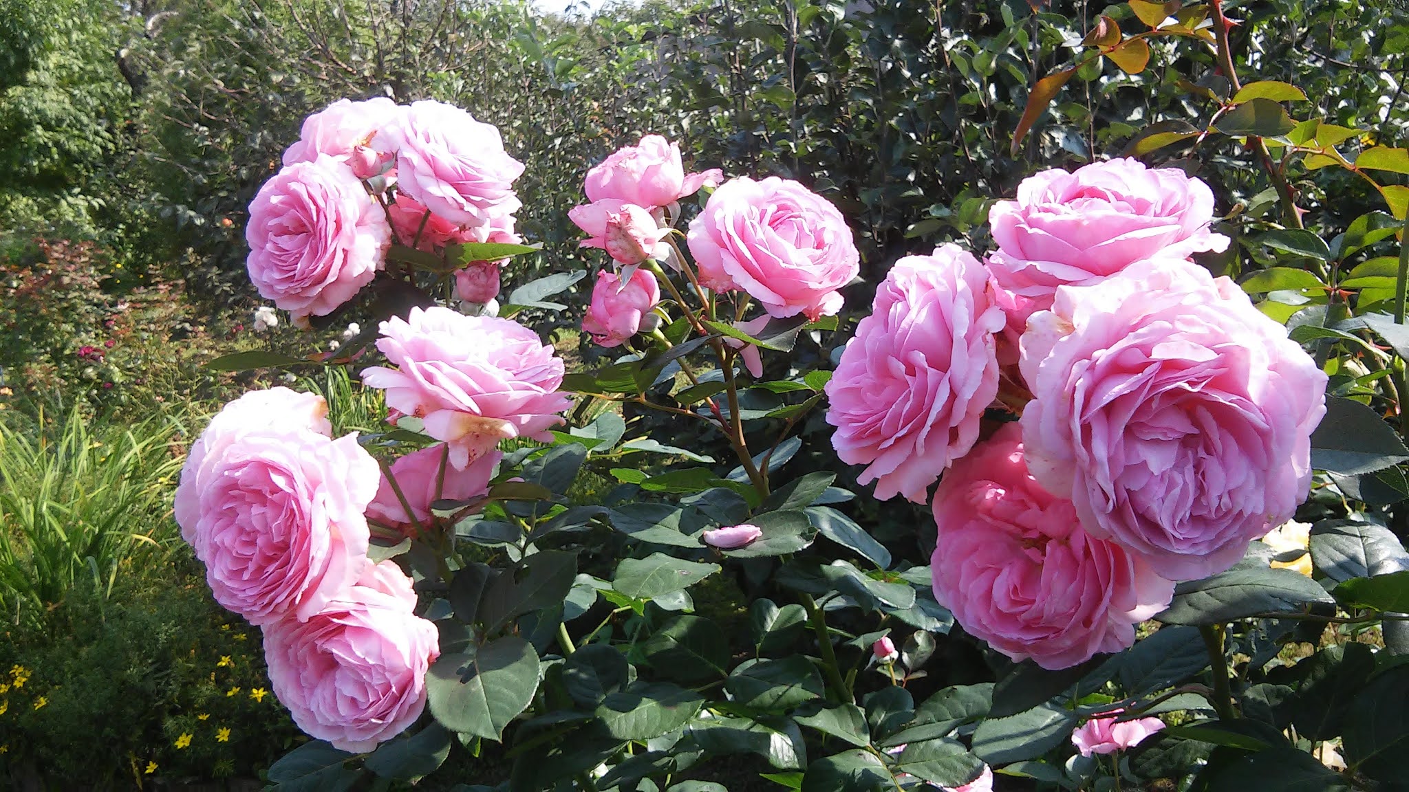 Ranczo Elma: Róża (Rosa) Ghita Renaissance