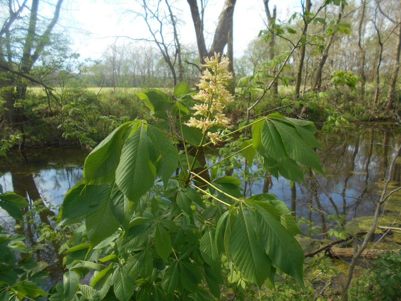 Lafayette Reporter: Buckeye tree flowering