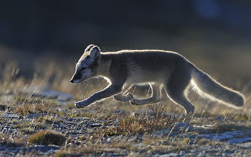 Torbjorn Martinsen: Fjellrev....