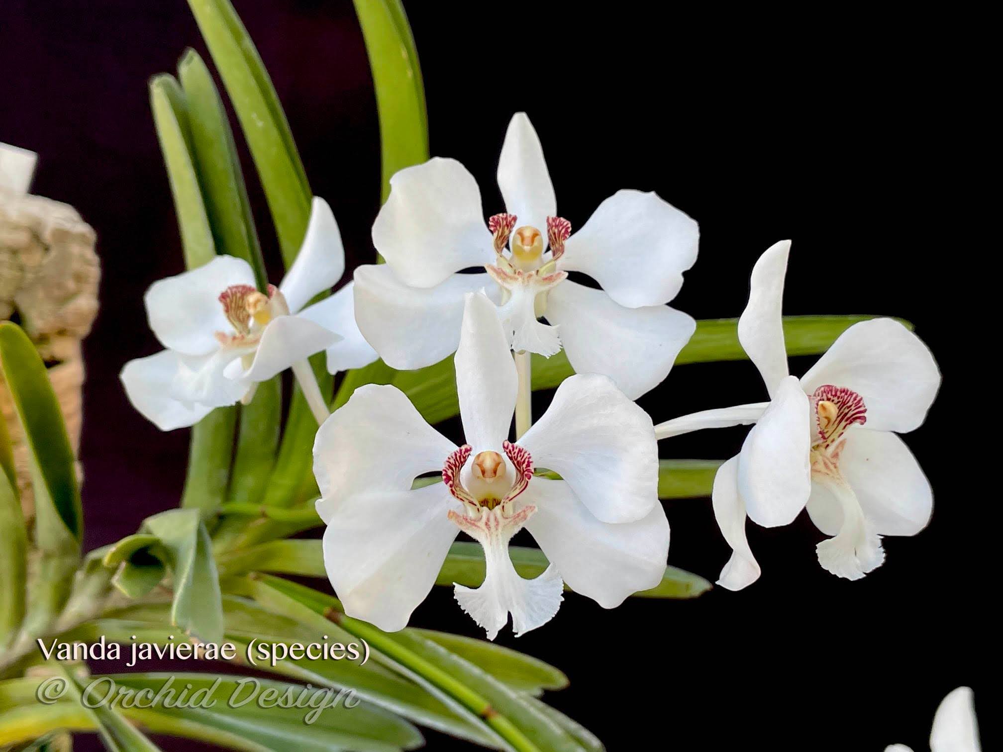 Vanda javierae D.Tiu ex Fessel & Lückel