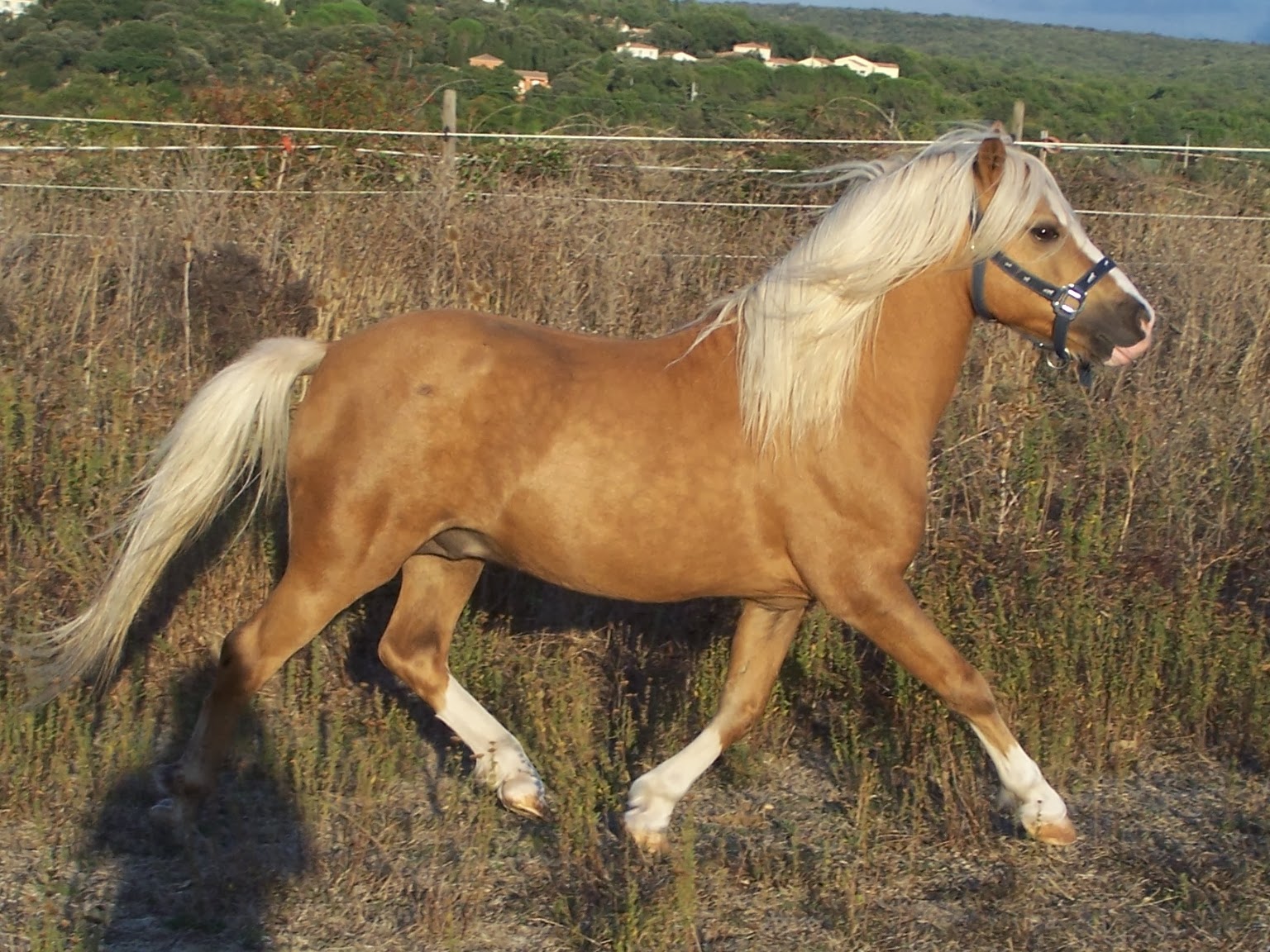 elevage voulpiac welsh cob