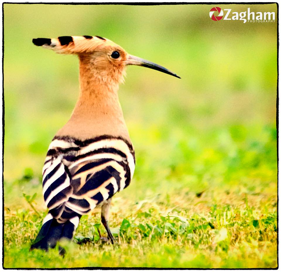 Hoopoes (1-1)