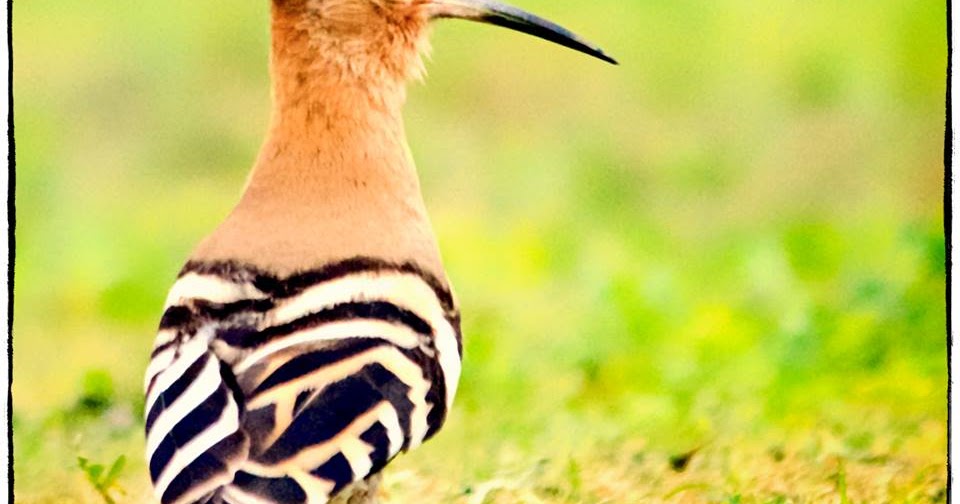 Hoopoes (1-1)