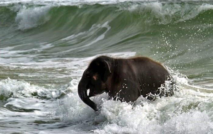 naturalacts: Elephant Playing in the Waves