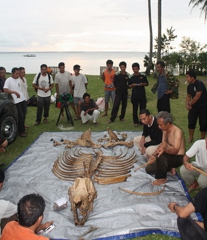 Badak Jawa Sudah Punah di Vietnam ~ Humans Only