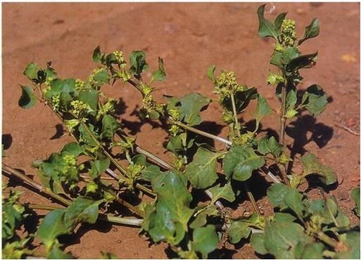 Variety of Life: Polygonaceae