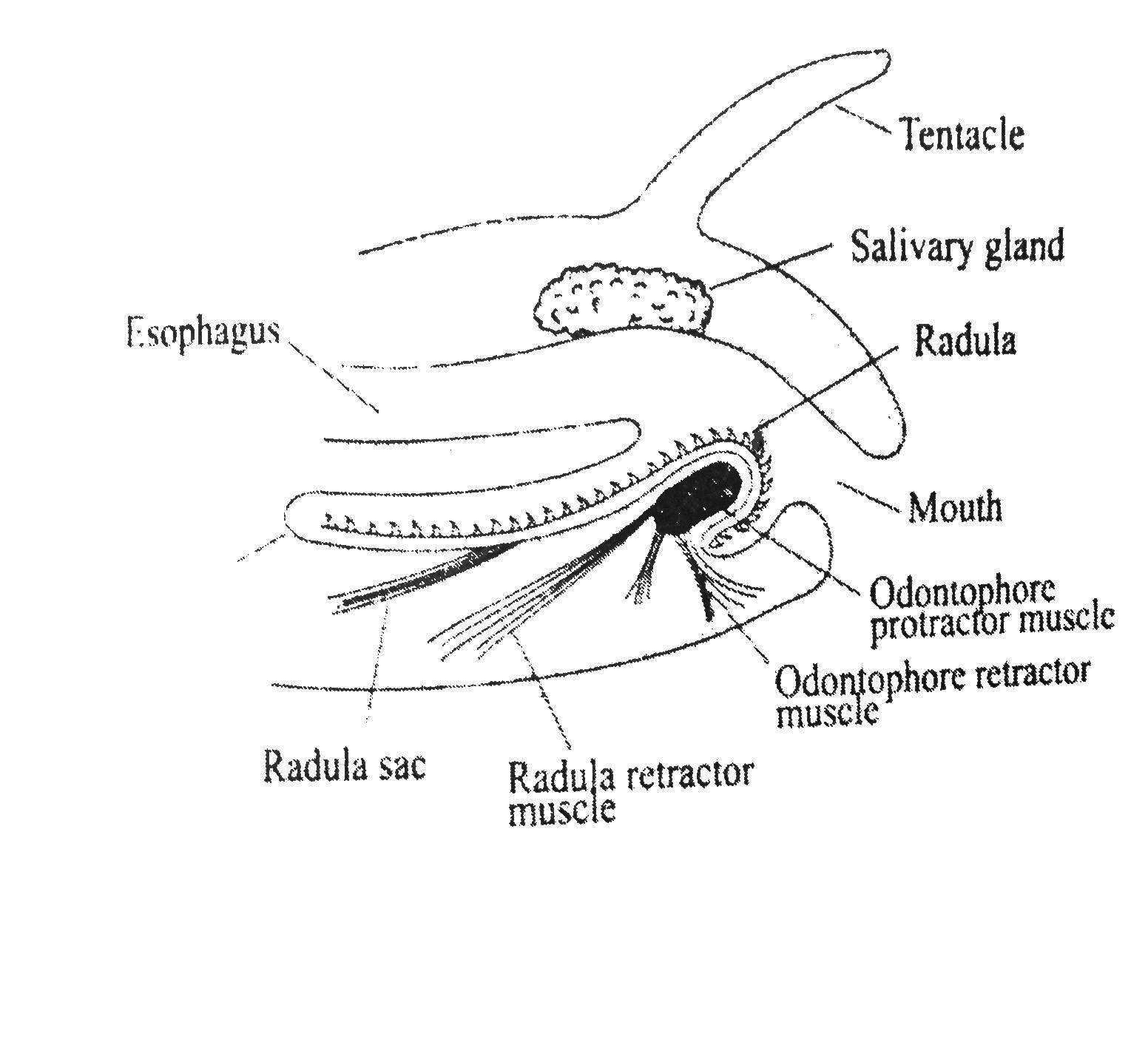 Characteristic features of Phylum Mollusca