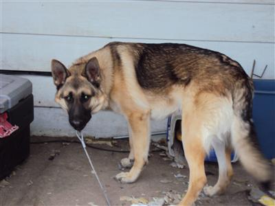 Silverback German Shepherd | Dog German Shepherds