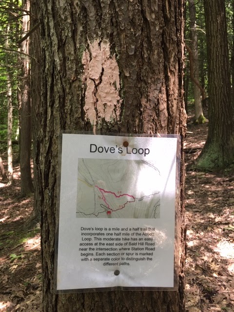 Danby State Forest - Abbot Loop