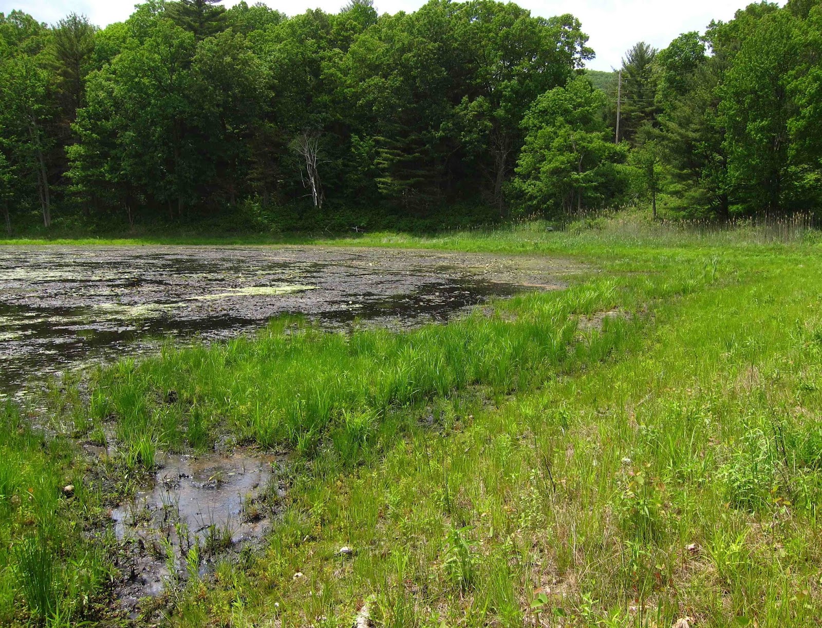 Saratoga woods and waterways: Some Muddy Wonders and Other Finds at Mud ...