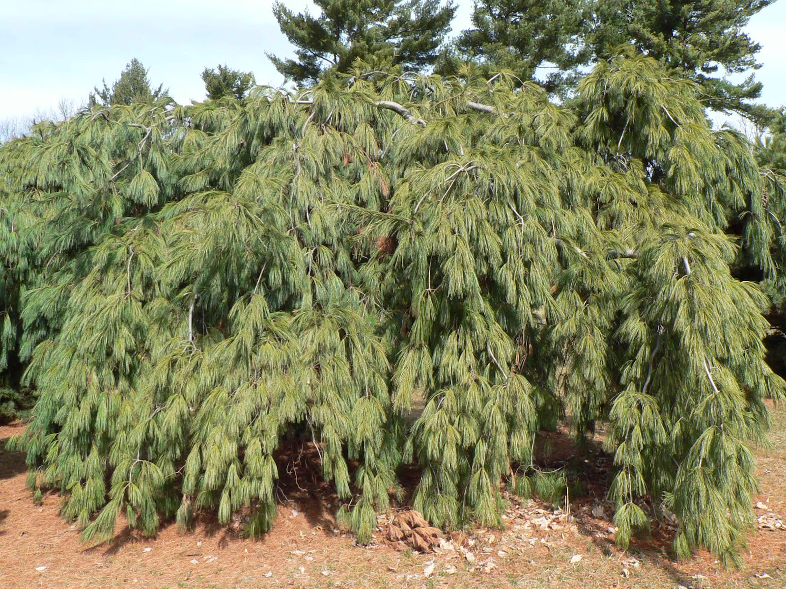 Visit My Garden: Dwarf Pines at the Arboretum