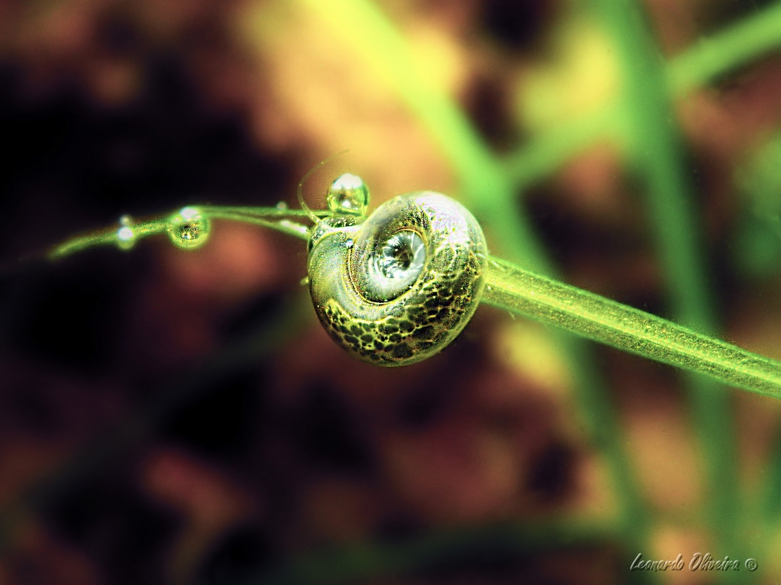 Aqua Oliveira : Planorbis sp.