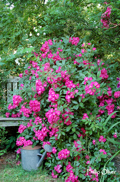 The Alabama Garden (1992-2015)