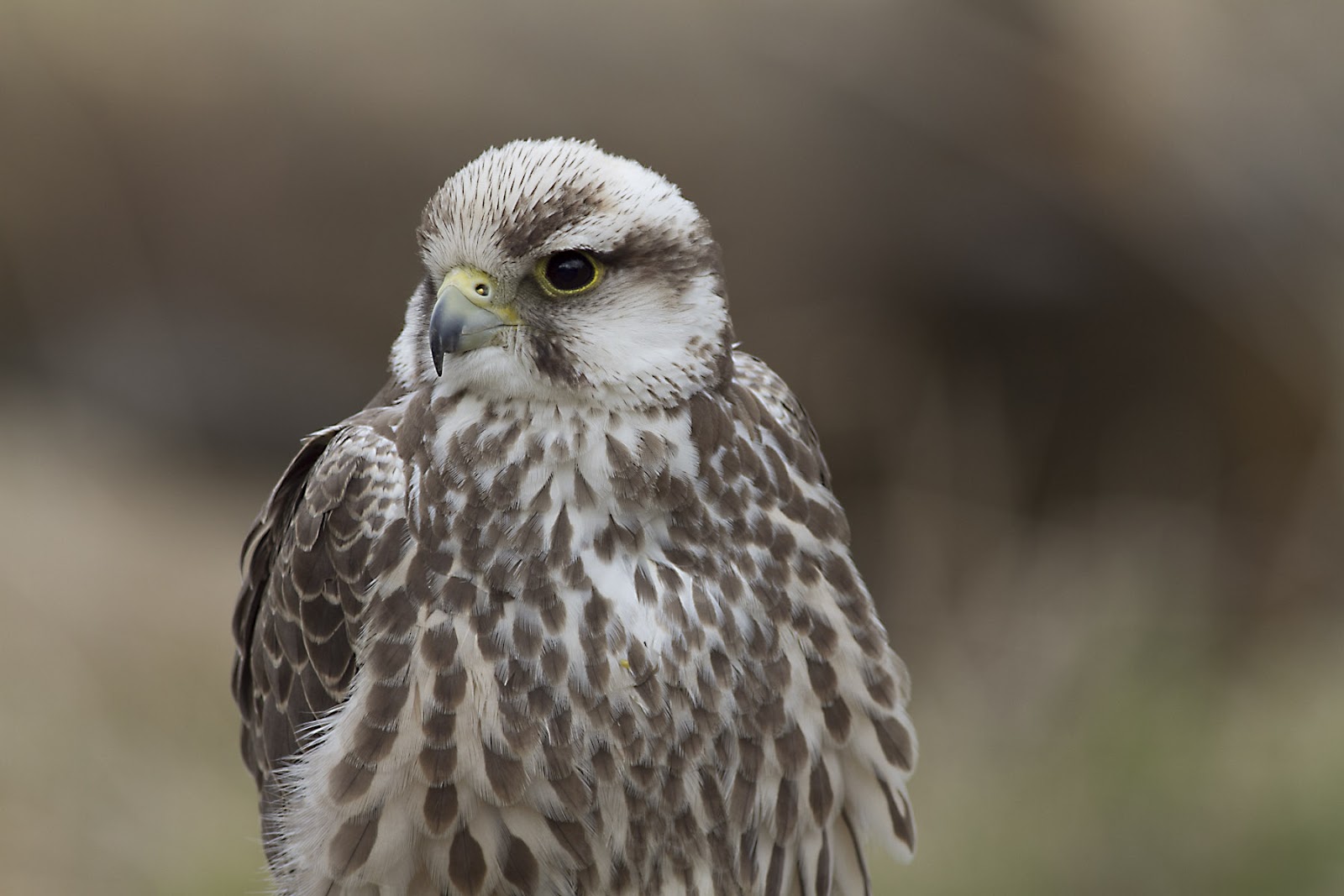 Ann Brokelman Photography: Lanner Falcon - CAPTIVE