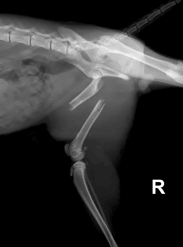 ARTROVET: Fracturas de fémur