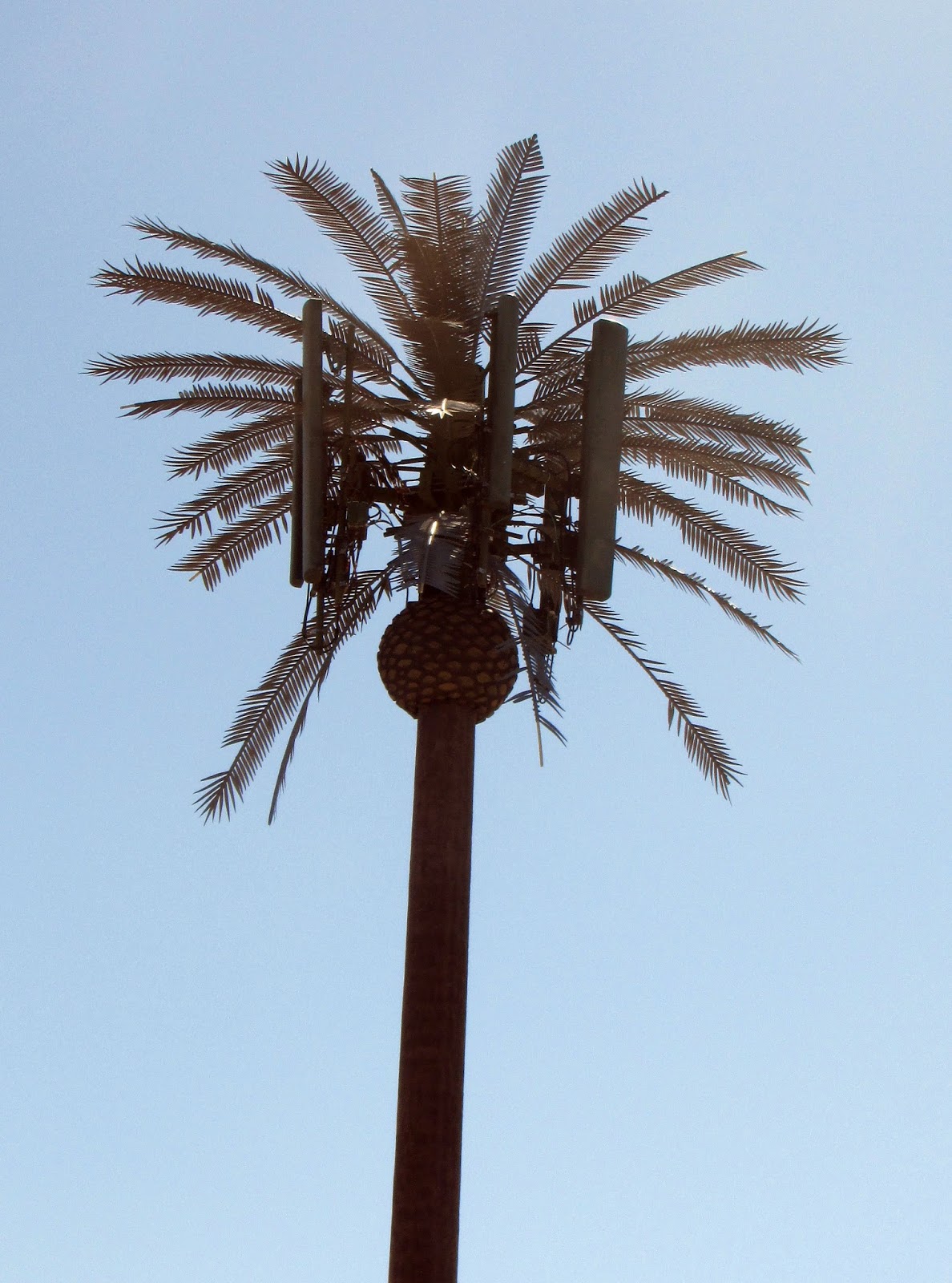 Palm Tree Family and Cell Tower