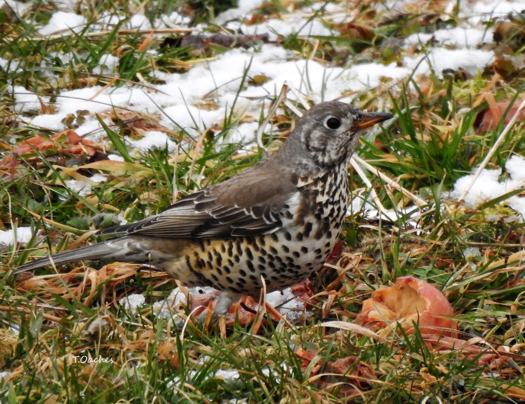 PASARI DIN ROMANIA: STURZ DE VASC, Turdus viscivorus