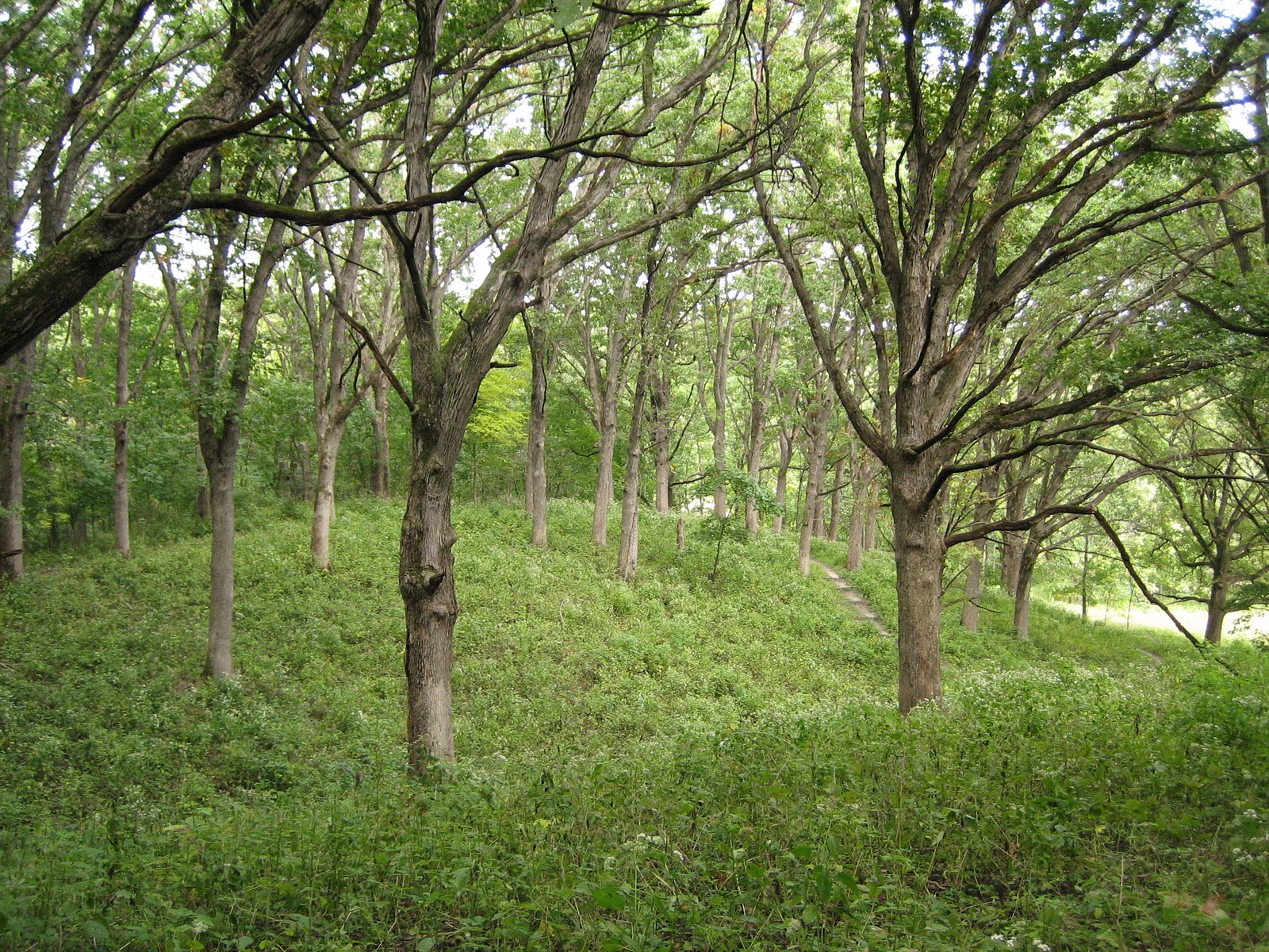 Practical Biology: science for everyone: Looking Into Midwestern ...