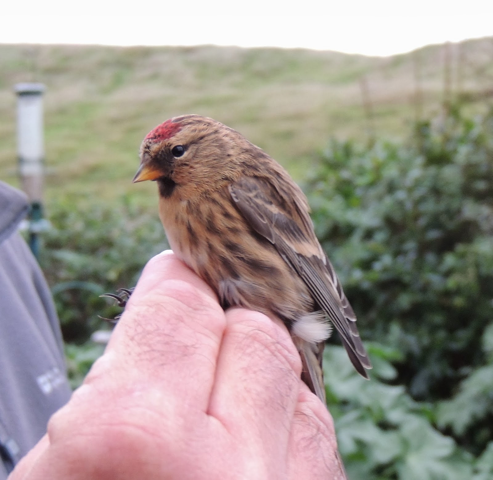 Plovers Blog: Coues`s Arctic Redpoll