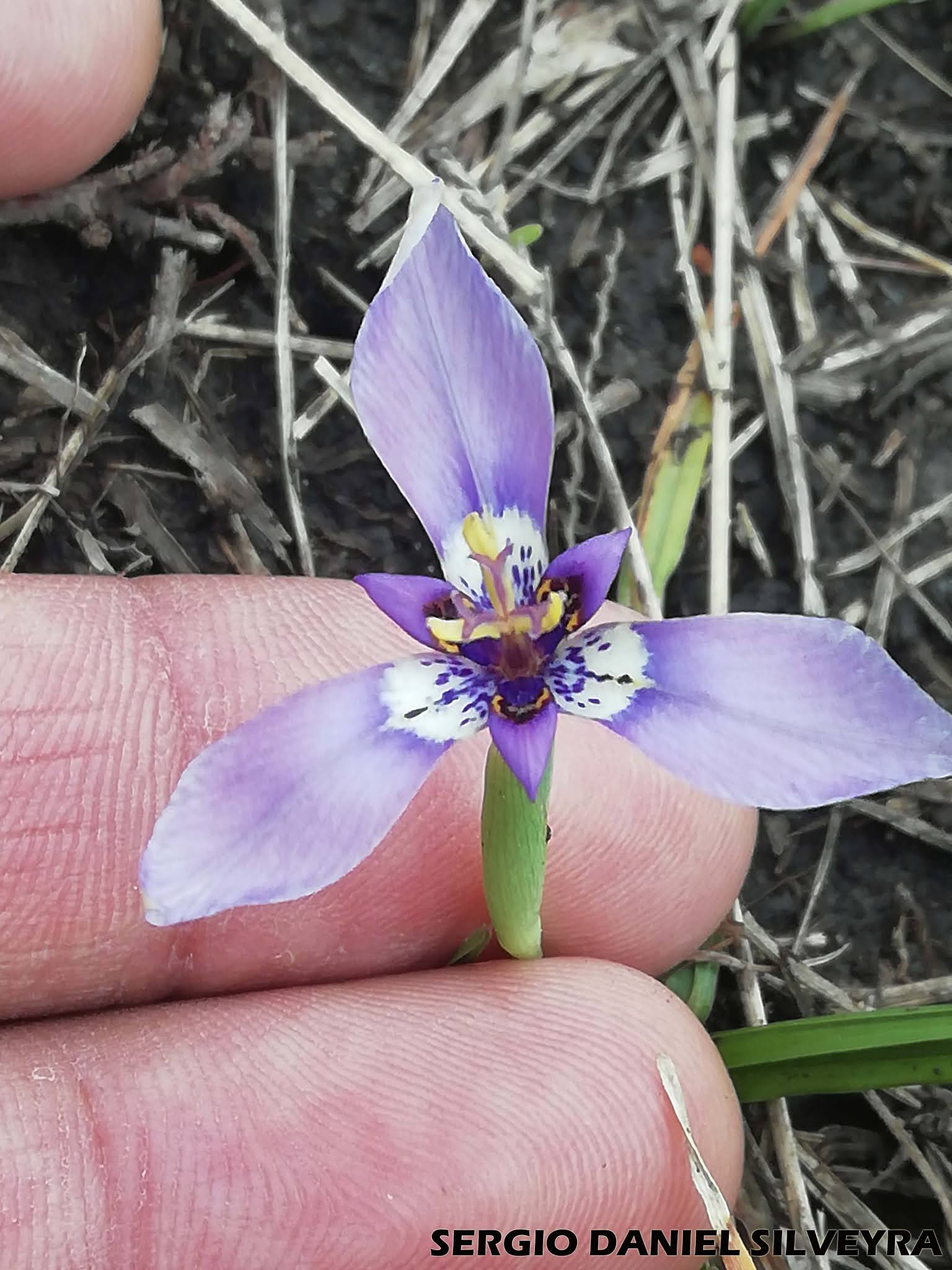 Flora Nativa de Entre Rios