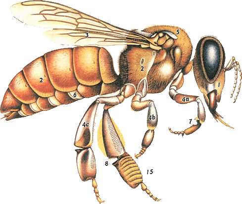 CORONA APICULTORES: MORFOLOGÍA DE LA ABEJA