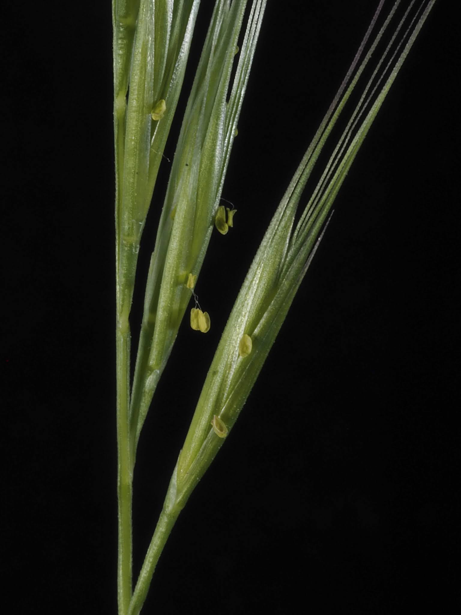 Gramíneas del Duero: Vulpia (Pooideae)