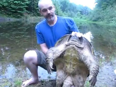 SnowWalkerPrime Looking To Set World Record For Biggest Snapping Turtle