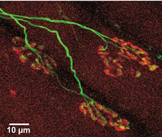 NeuroDojo: June 2012