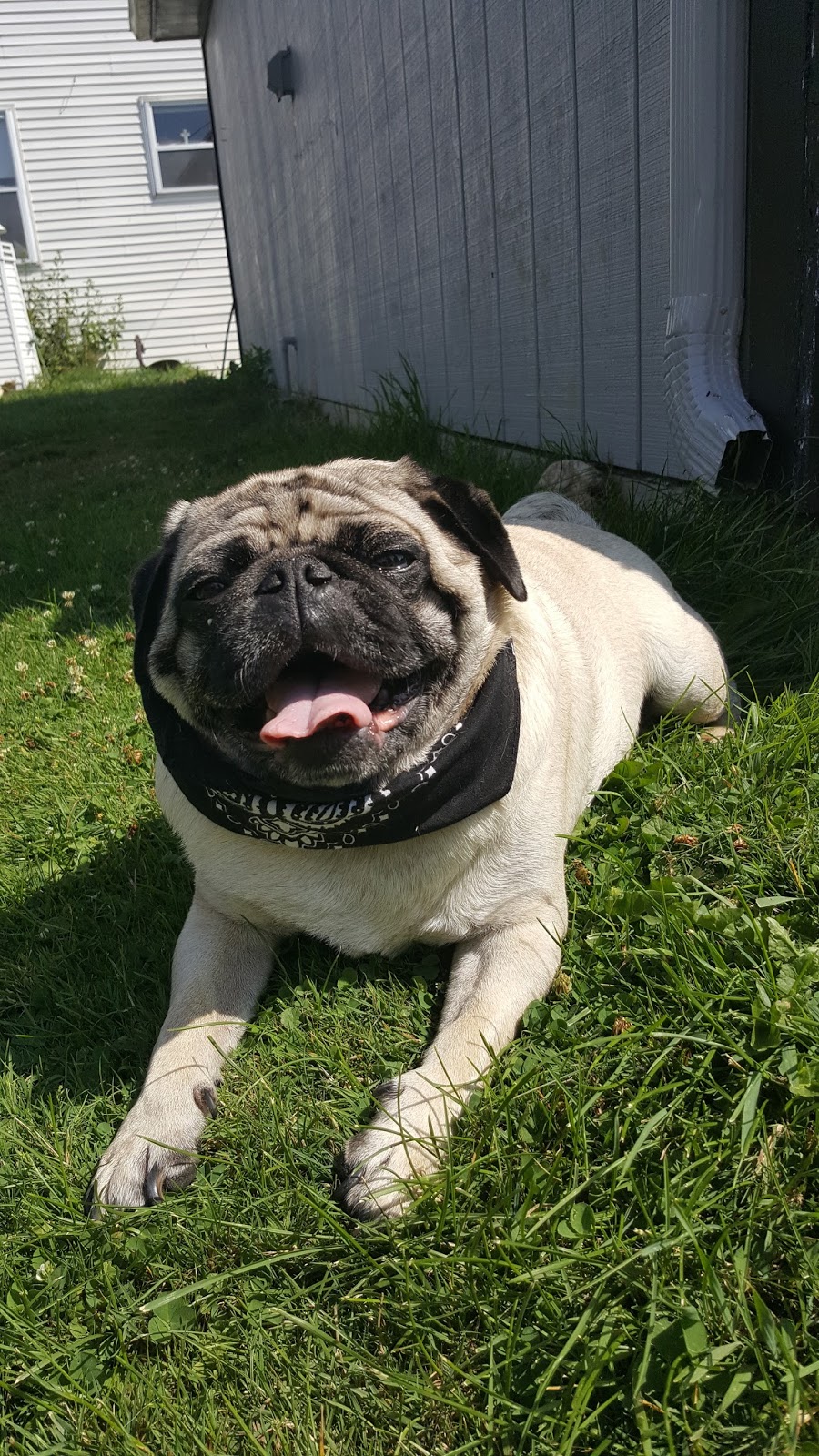 A Pugs Life: Pug Care: Grooming Tips for Pugs