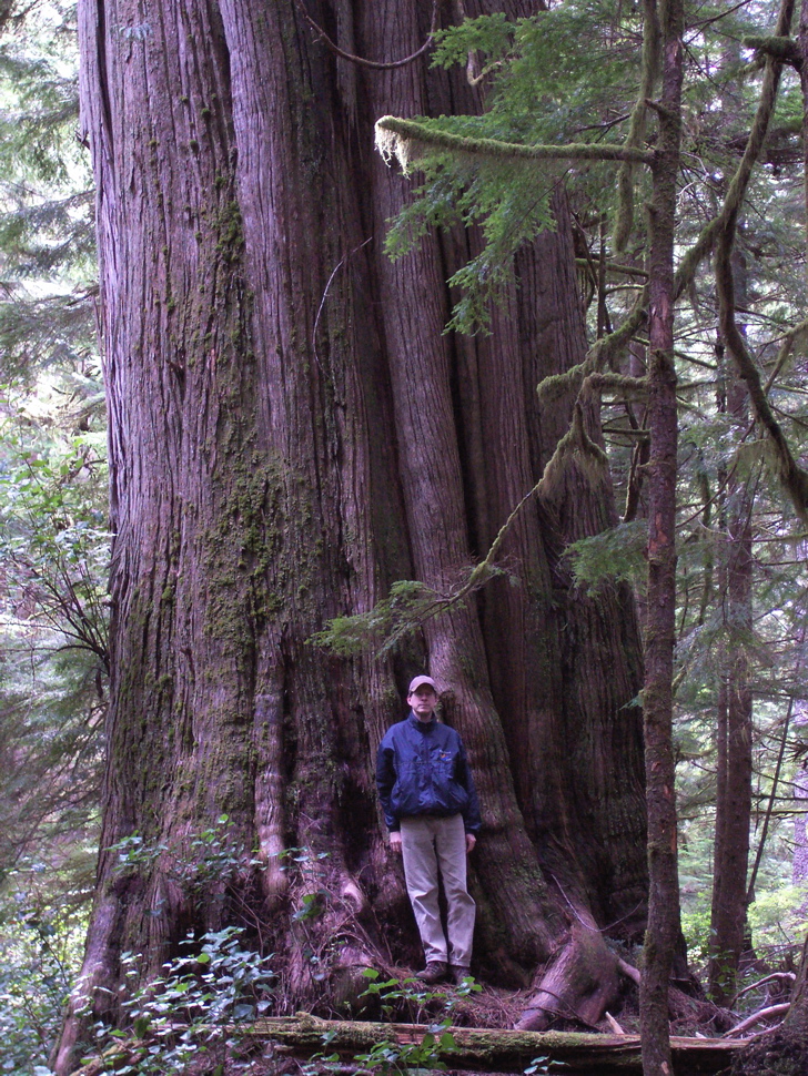 Vancouver Island Big Trees: The Chin Beach Trail Lone Cedar